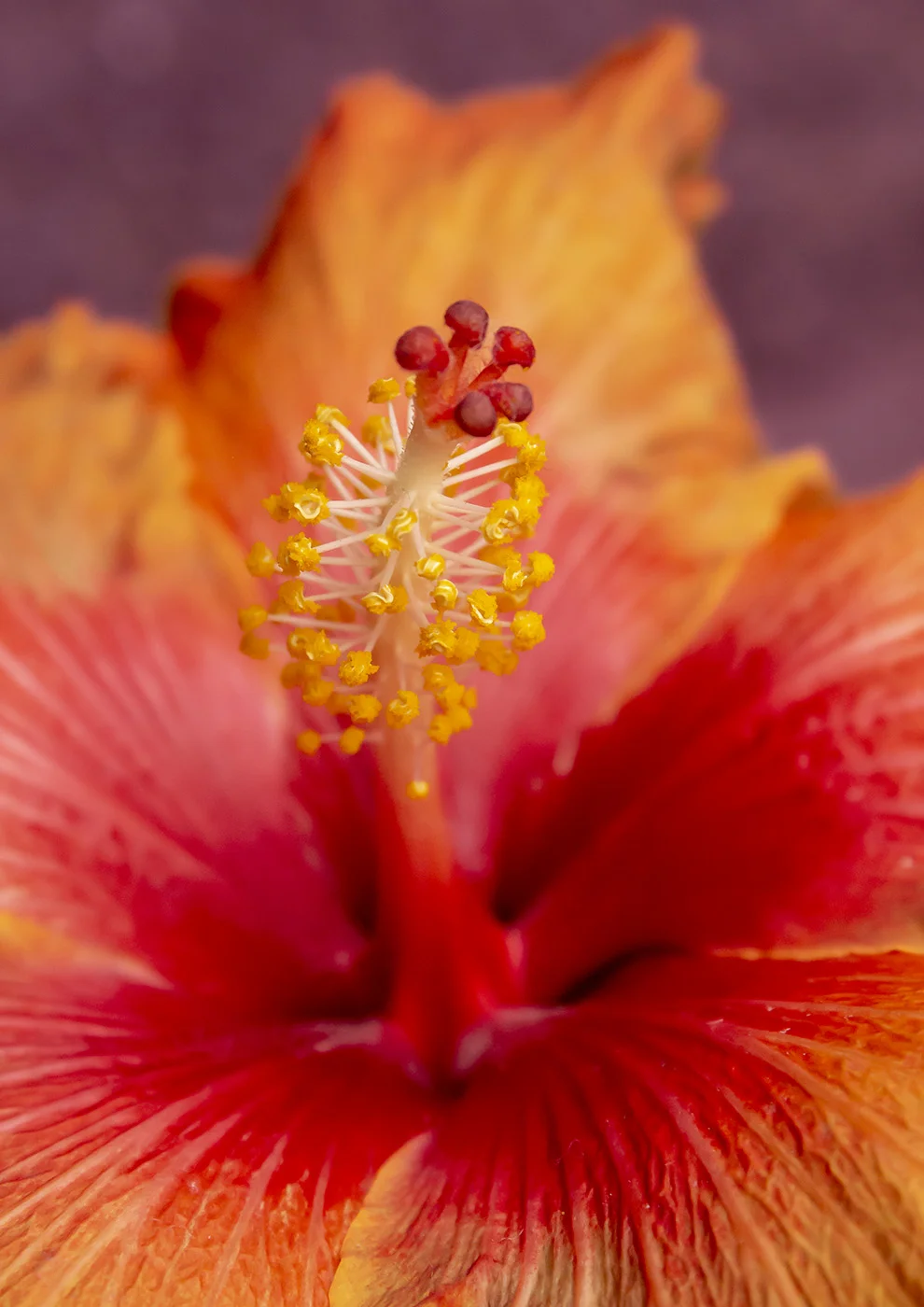 Longwood Gardens Theme Assignments — A CREATIVE ADVENTURE photography ...