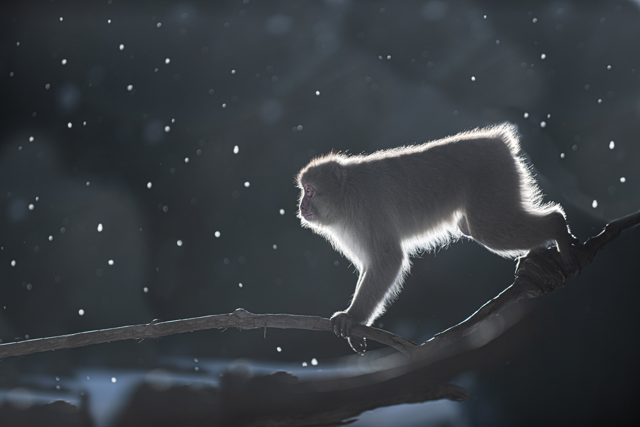 Clients Images From Japan — A CREATIVE ADVENTURE photography by denise ...