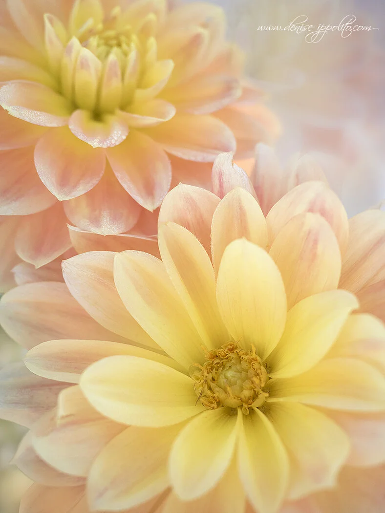 Flower Compositions — A CREATIVE ADVENTURE photography by denise ippolito