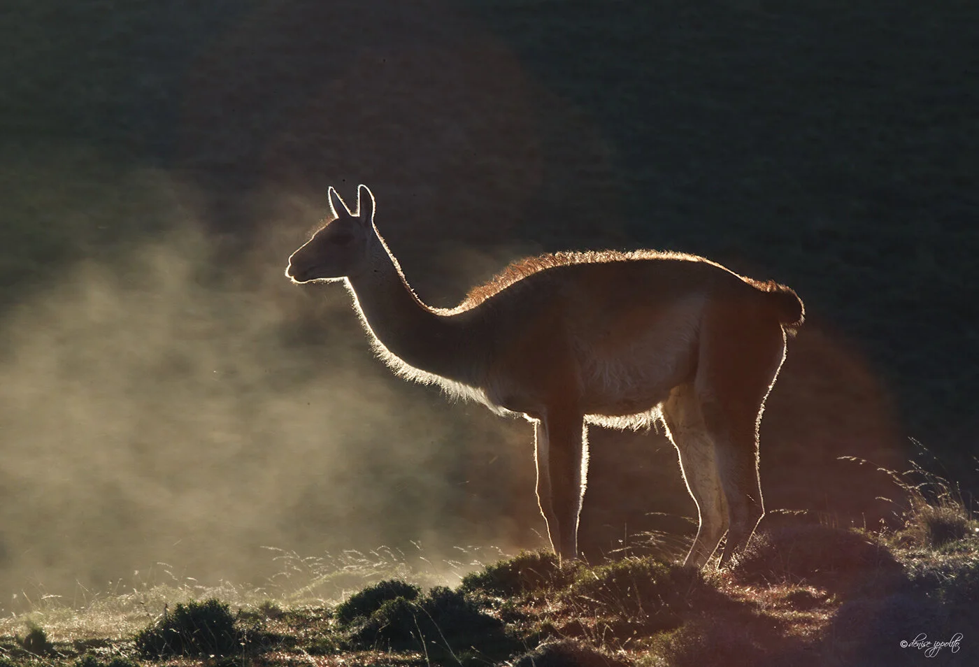 One Guanaco, Two Guanaco, Three Guanaco, Four... — A CREATIVE ADVENTURE ...
