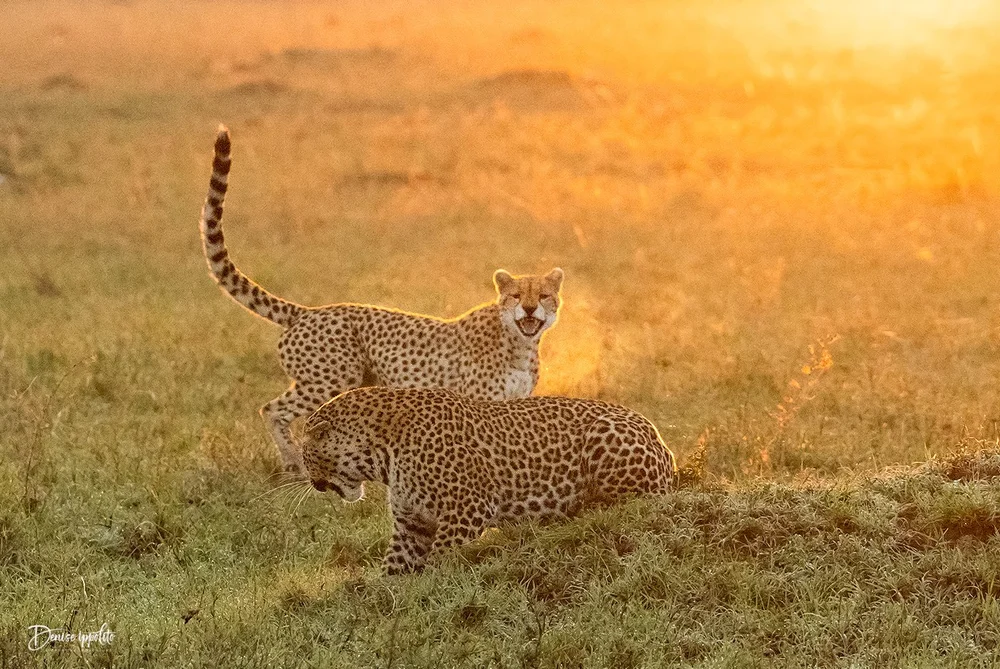 The Mara Delivers Again — A CREATIVE ADVENTURE photography by denise ...
