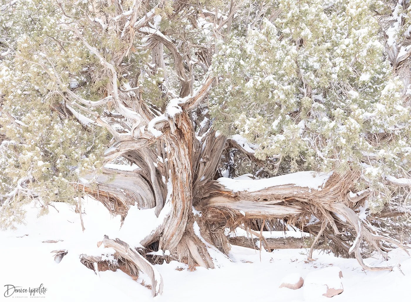 Utah Road Trip-Report — A CREATIVE ADVENTURE photography by denise ippolito