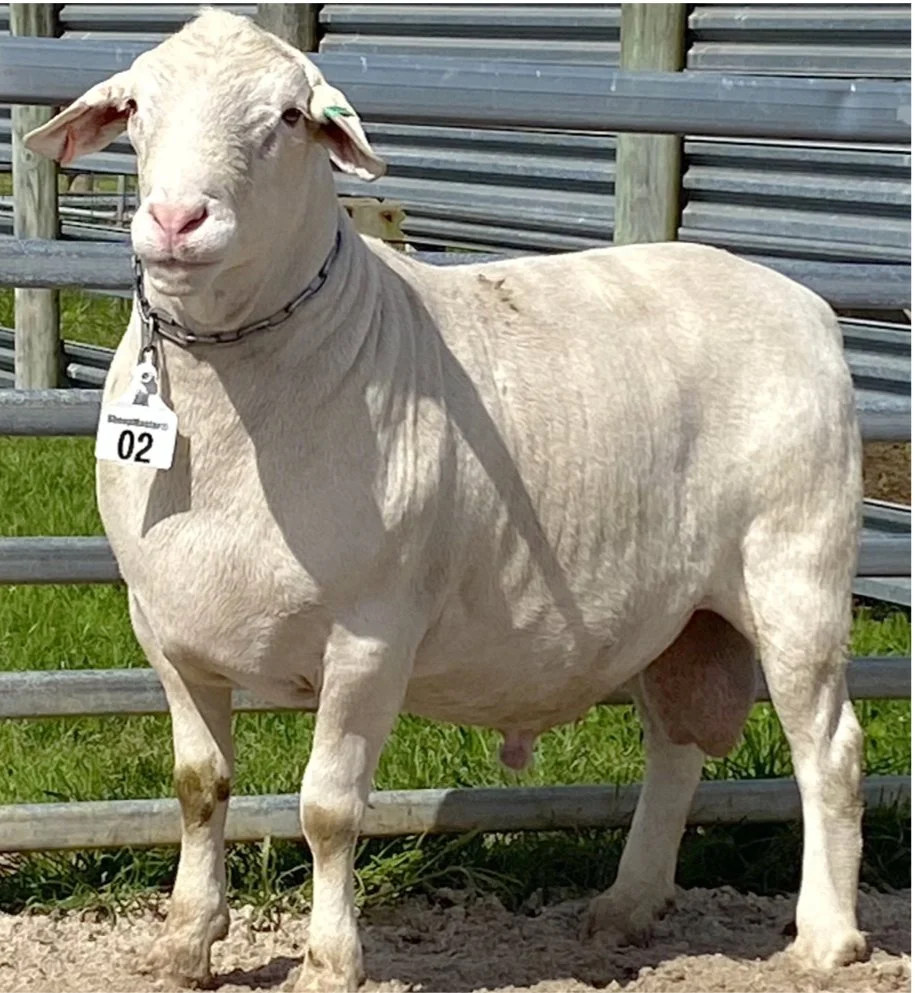 sheepmaster-parent-stud-homepage