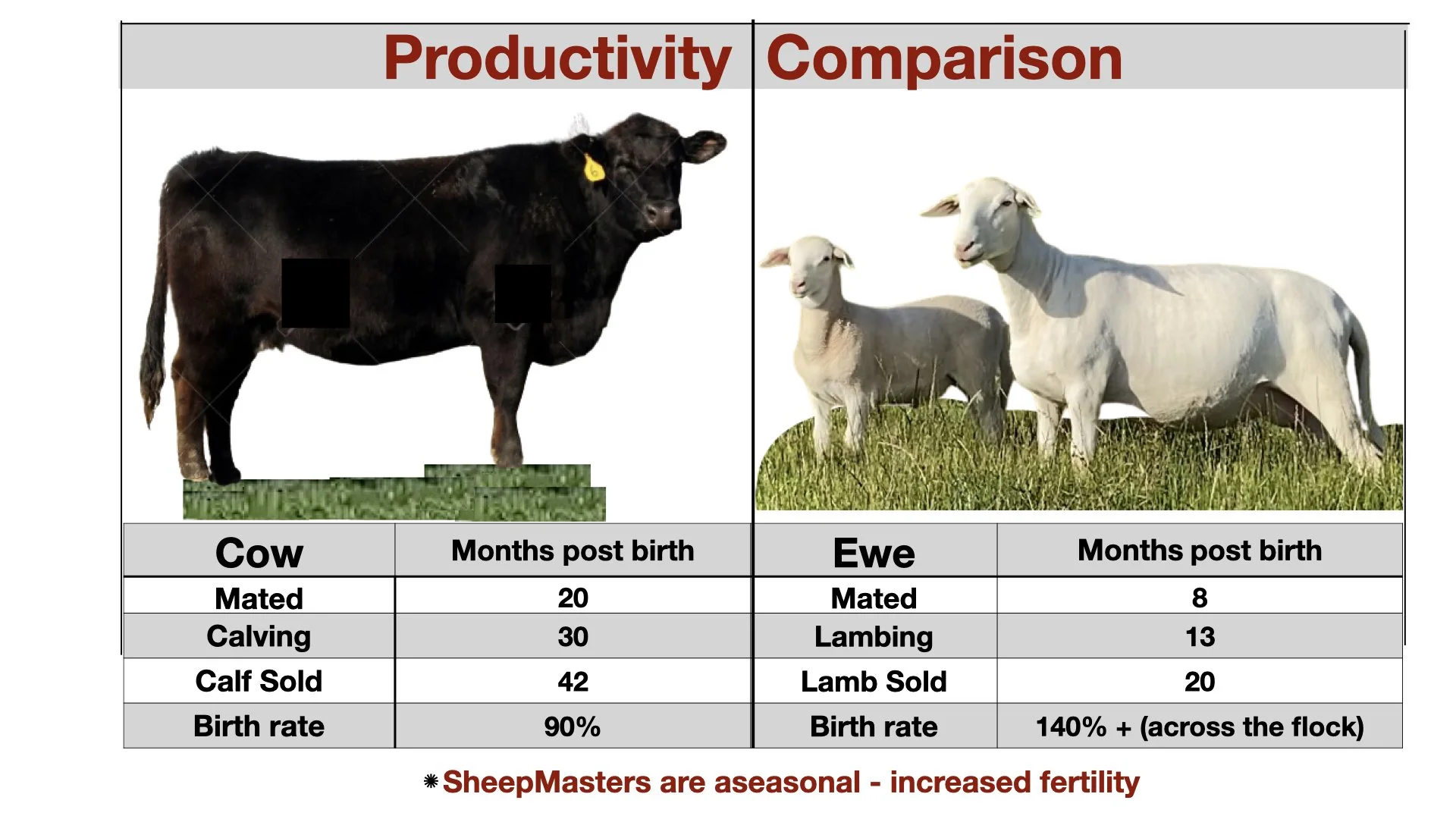 sheepmaster-parent-stud-homepage