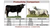 sheepmaster-parent-stud-homepage