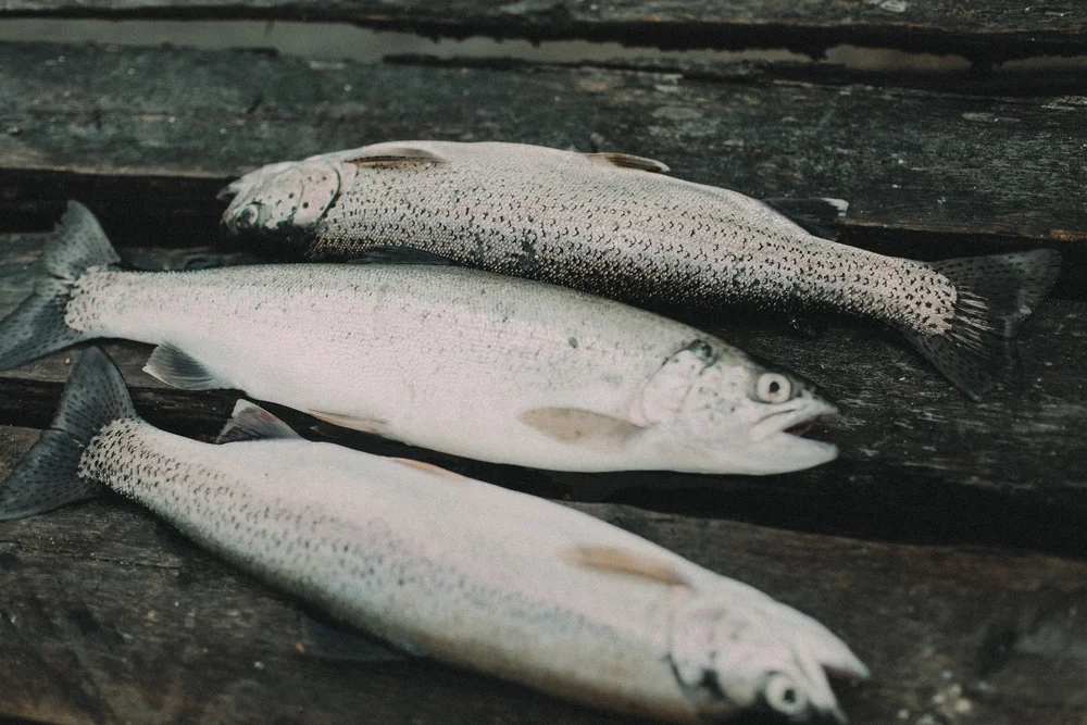 Scoop Lake Outfitters