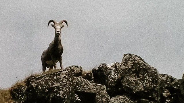 Stone Sheep Fair Chase Free Range Hunt — Scoop Lake Outfitters