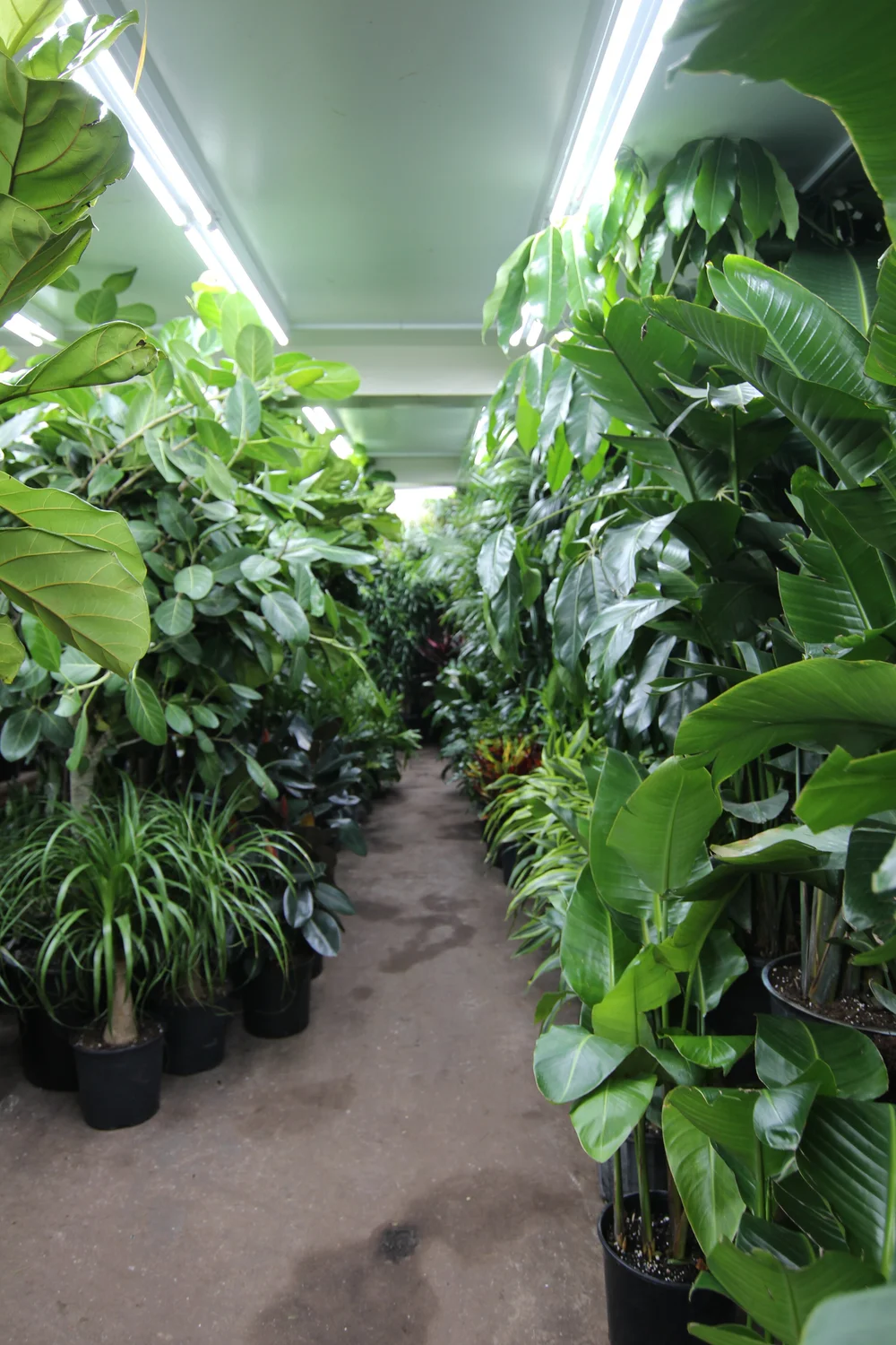 New York City Flower Market Guide