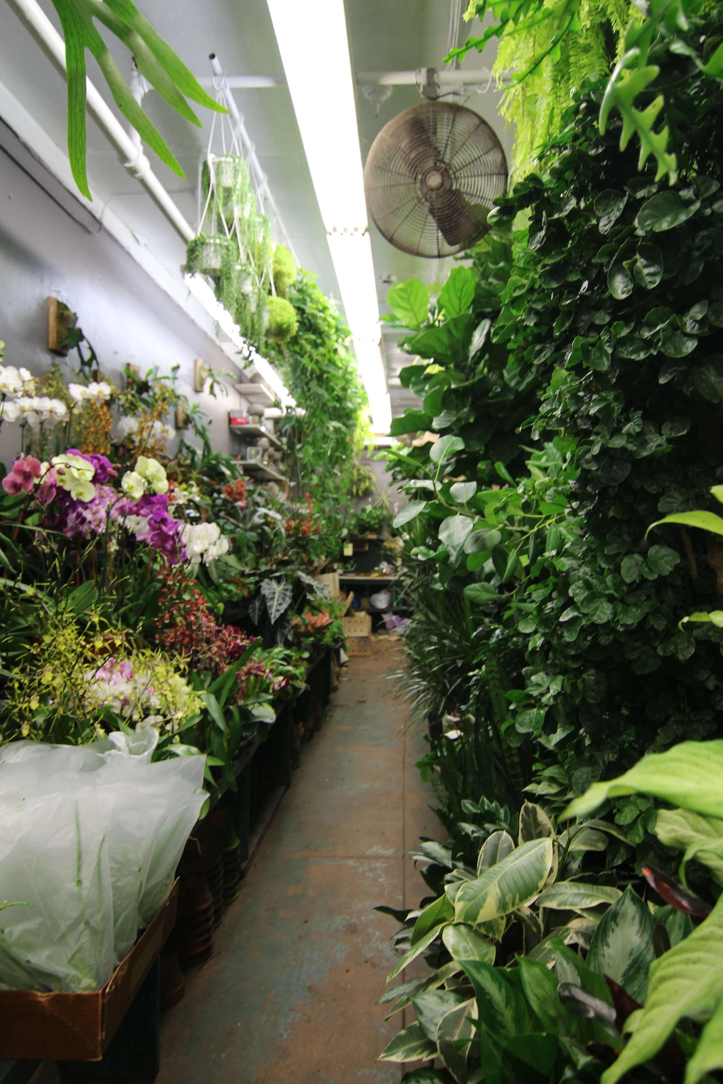 New York City Flower Market Guide