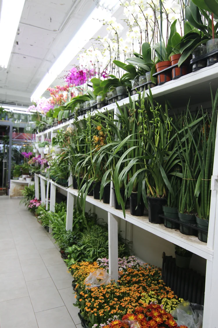 New York City Flower Market Guide
