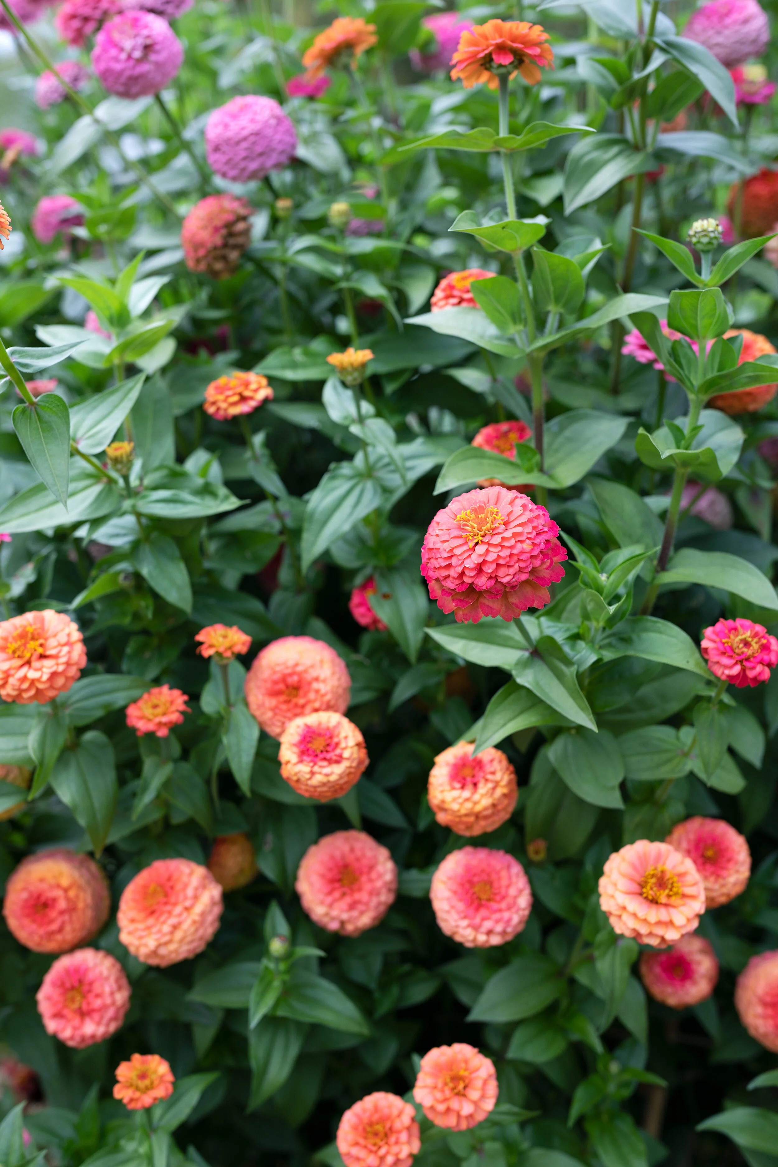 The Last of our Summer Flowers — The Grit and Polish