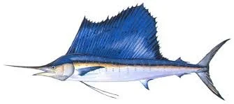 The Indo-Pacific Sailfish — Magic Sport Fishing