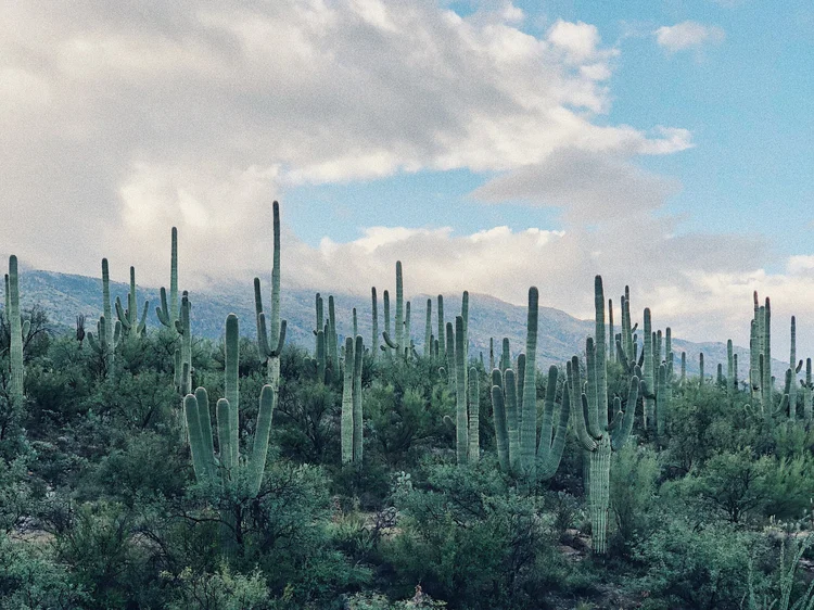 Spring Break Getaways — Life in the Desert