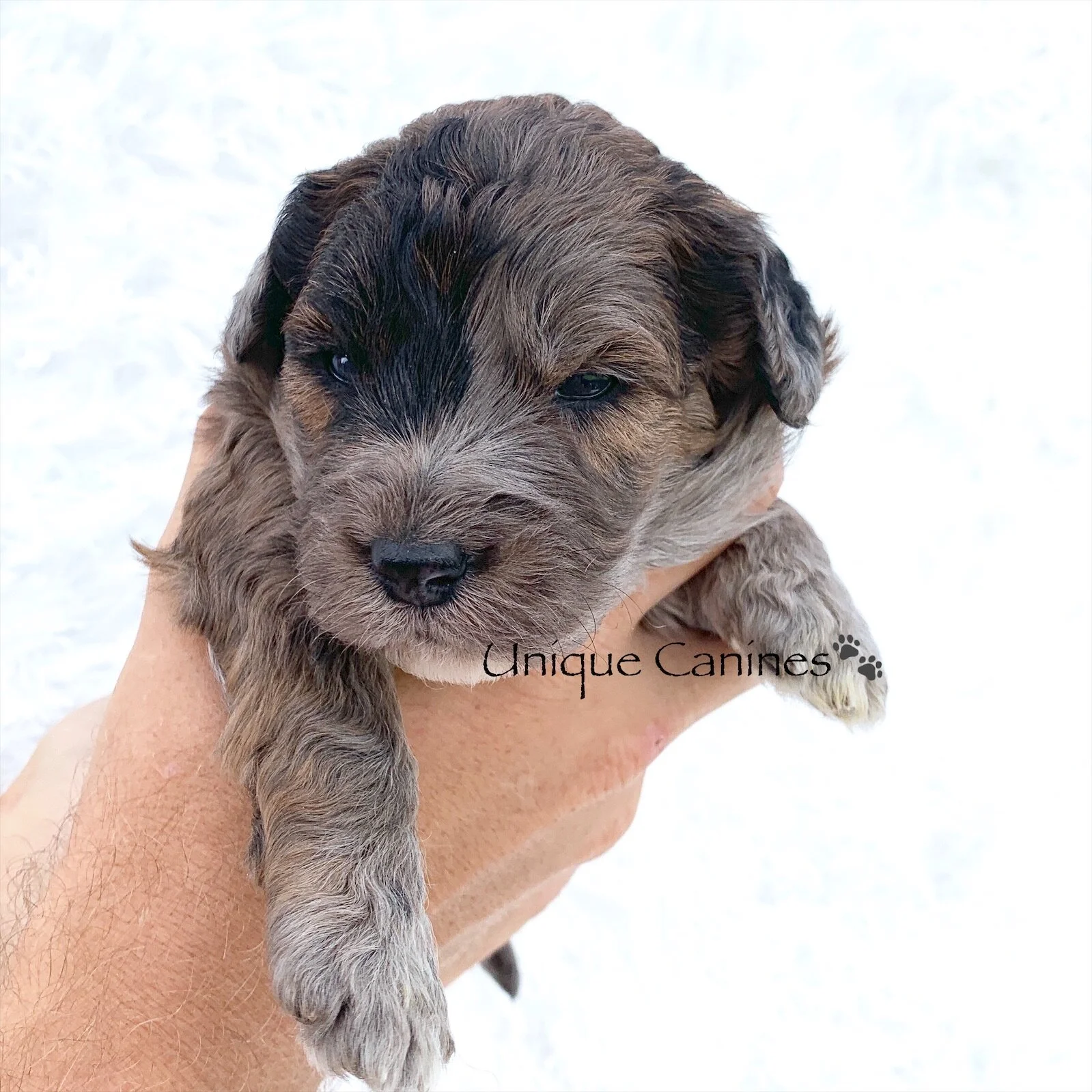 Bernedoodle and Aussiedoodle Breeder in Indiana | near Chicago