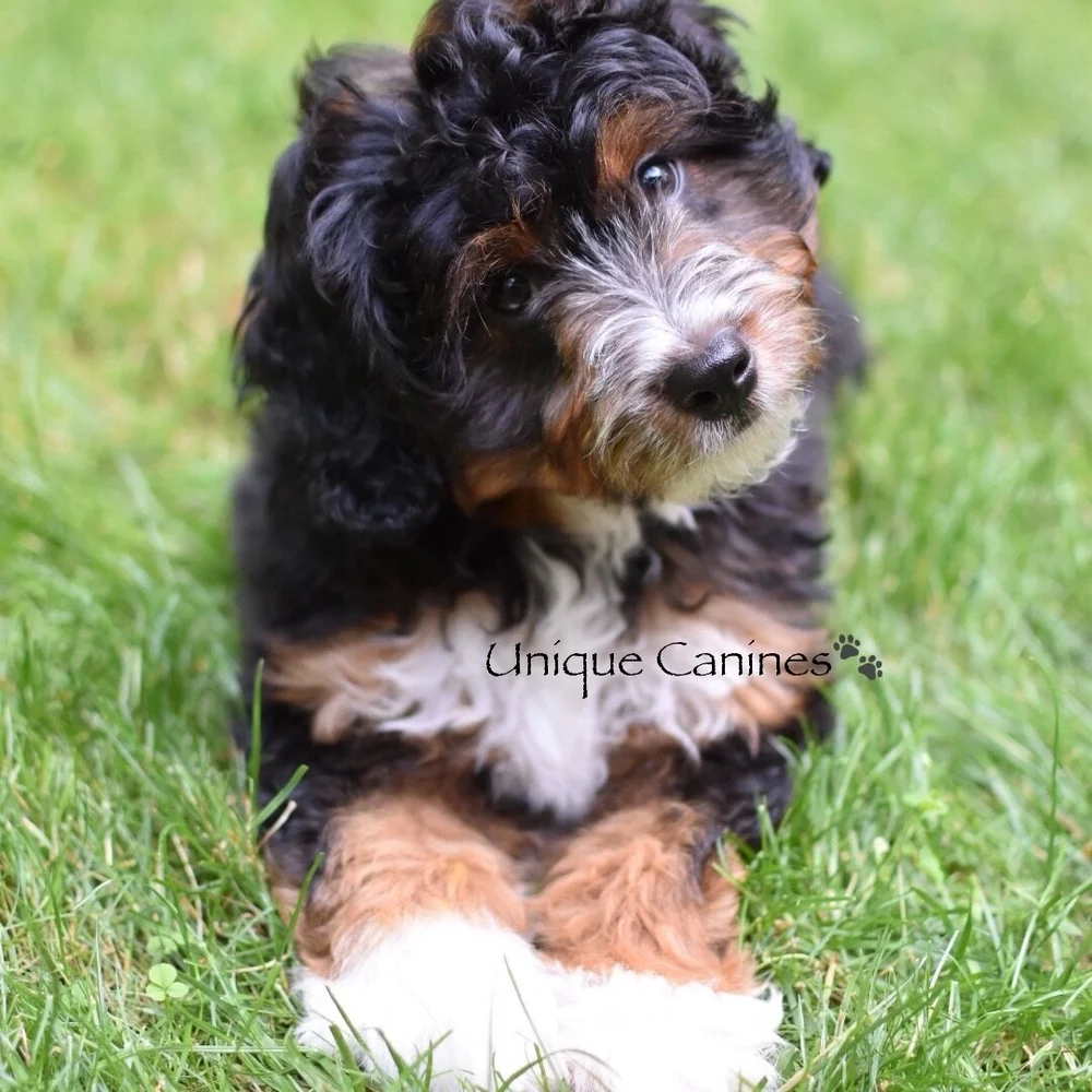 Indiana Bernedoodles and Aussiedoodles | near Chicago| doodle breeders