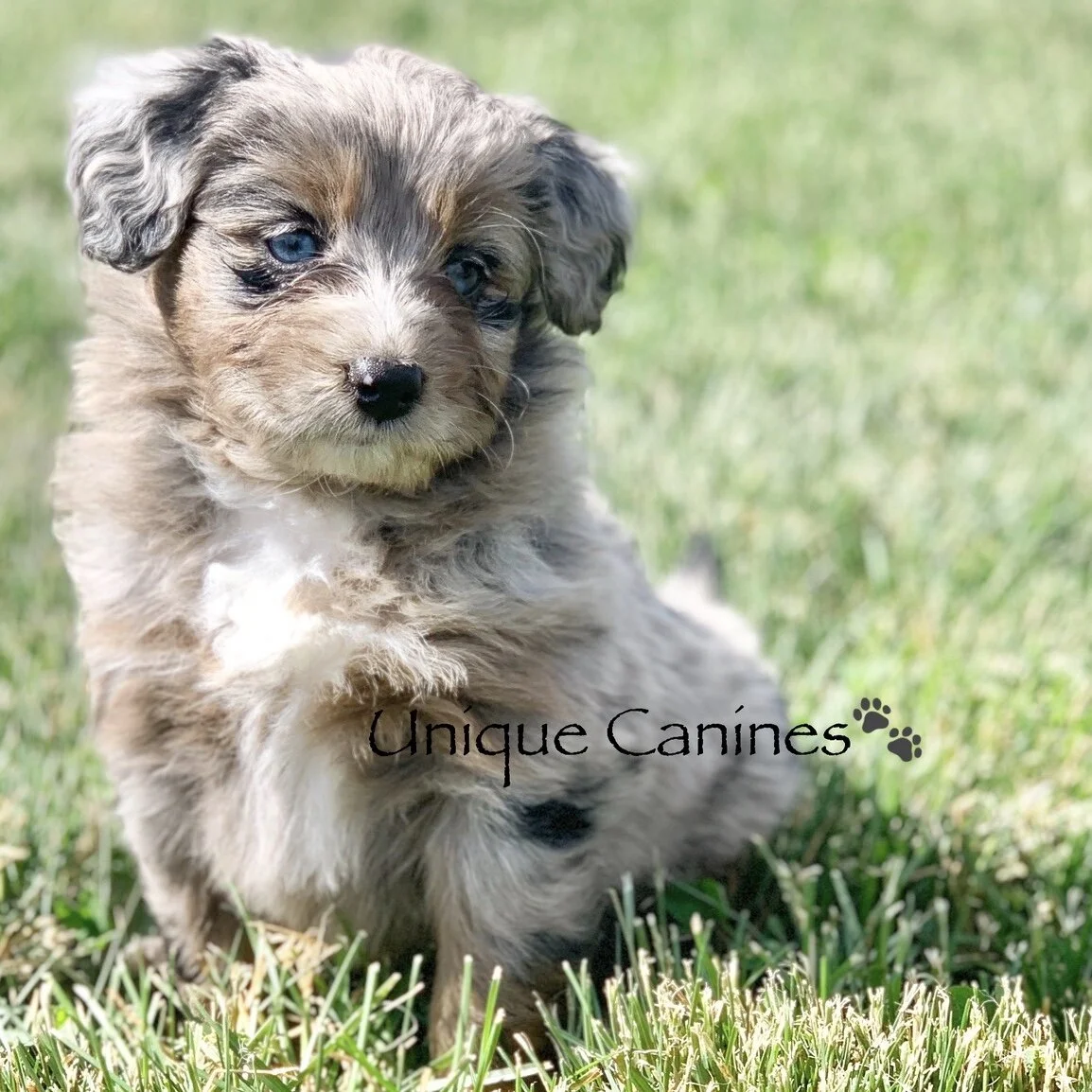 Indiana Bernedoodles and Aussiedoodles | near Chicago| doodle breeders
