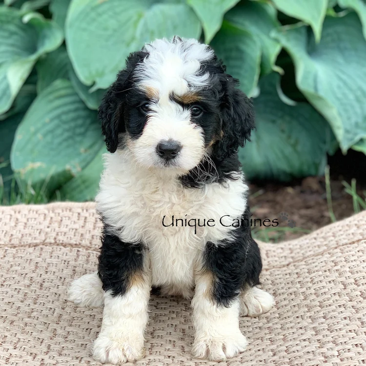 Indiana Bernedoodles and Aussiedoodles | near Chicago| doodle breeders