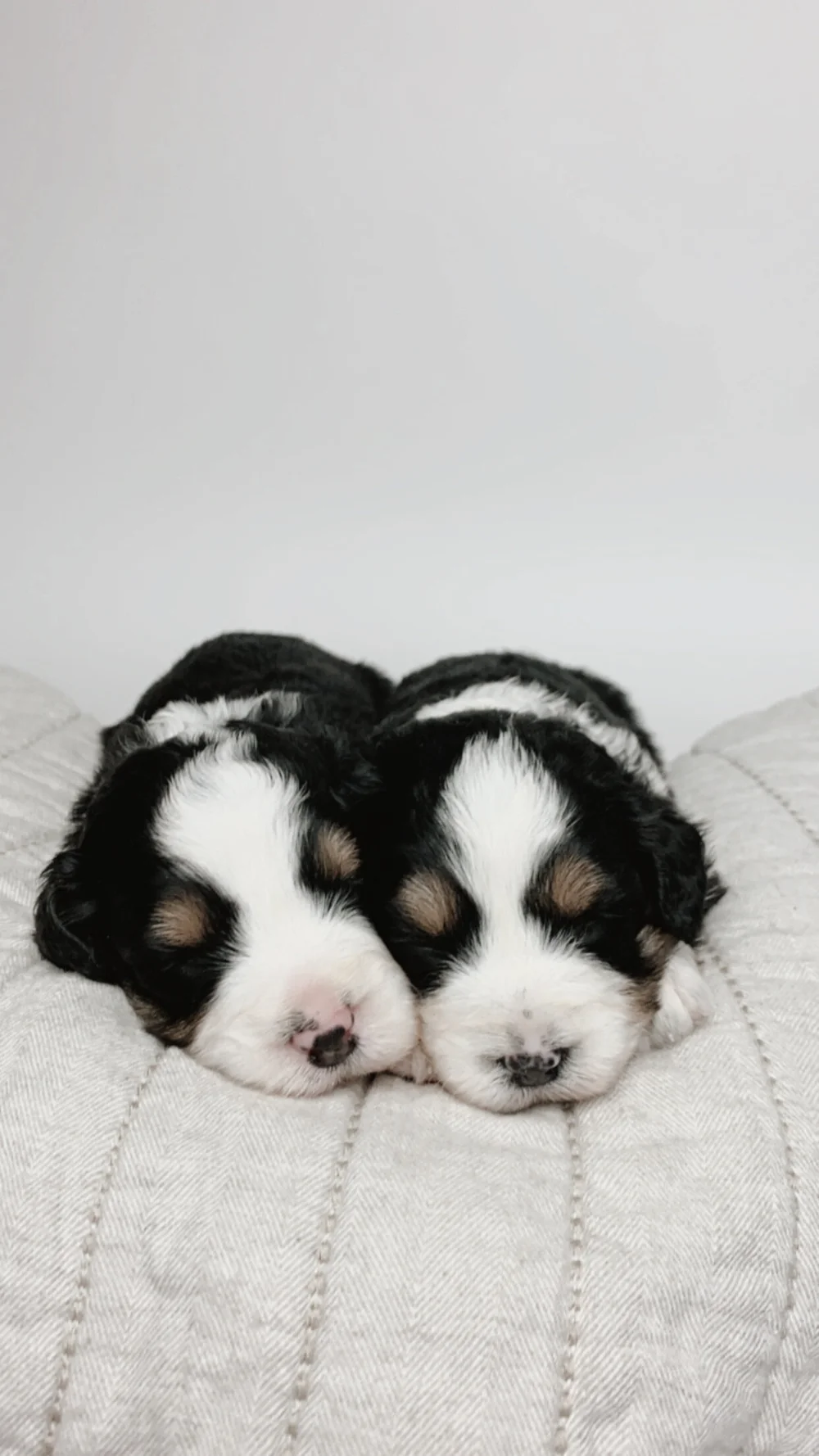 Indiana Bernedoodles and Aussiedoodles | near Chicago| doodle breeders