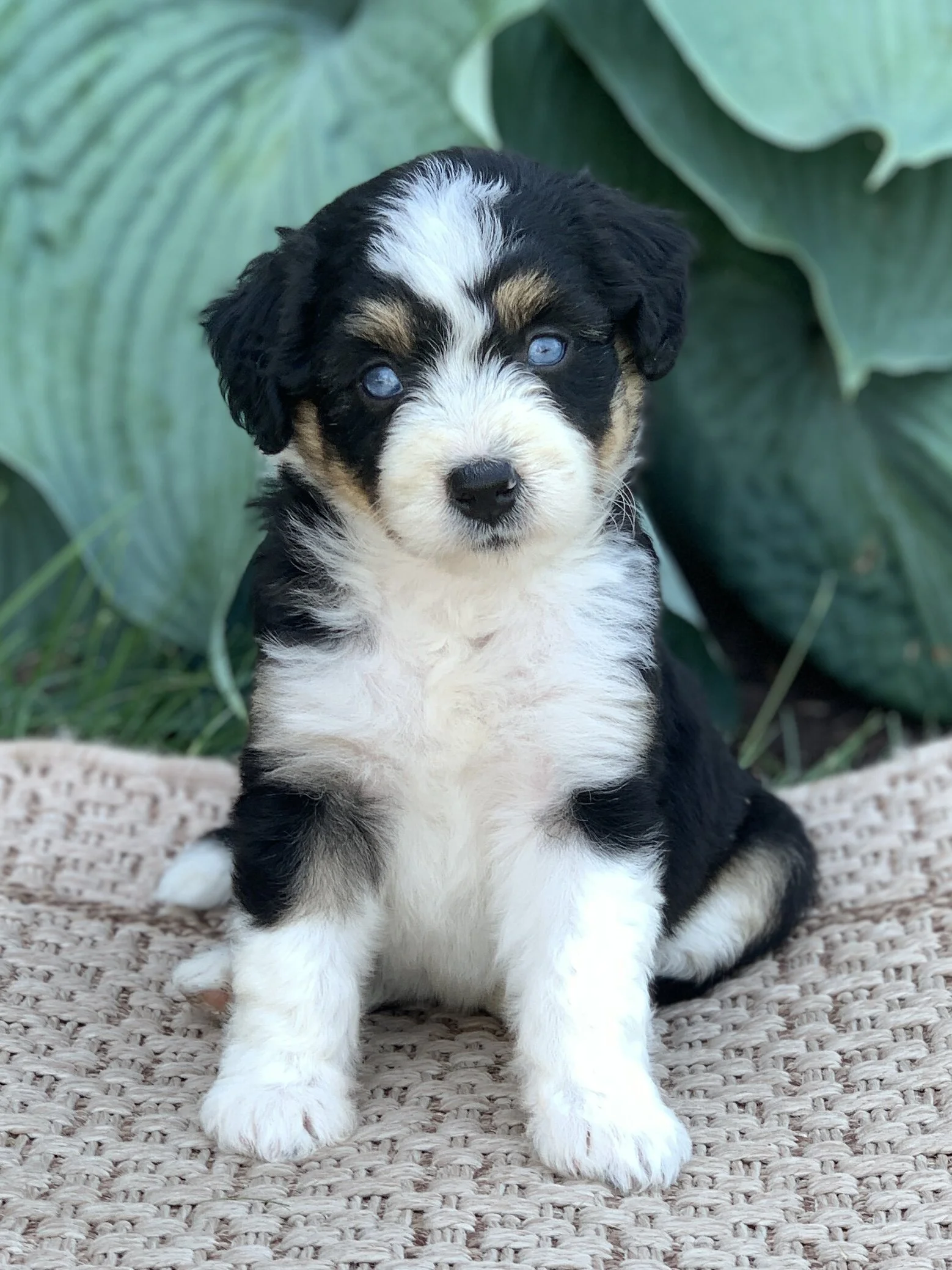 Indiana Bernedoodles and Aussiedoodles | near Chicago| doodle breeders