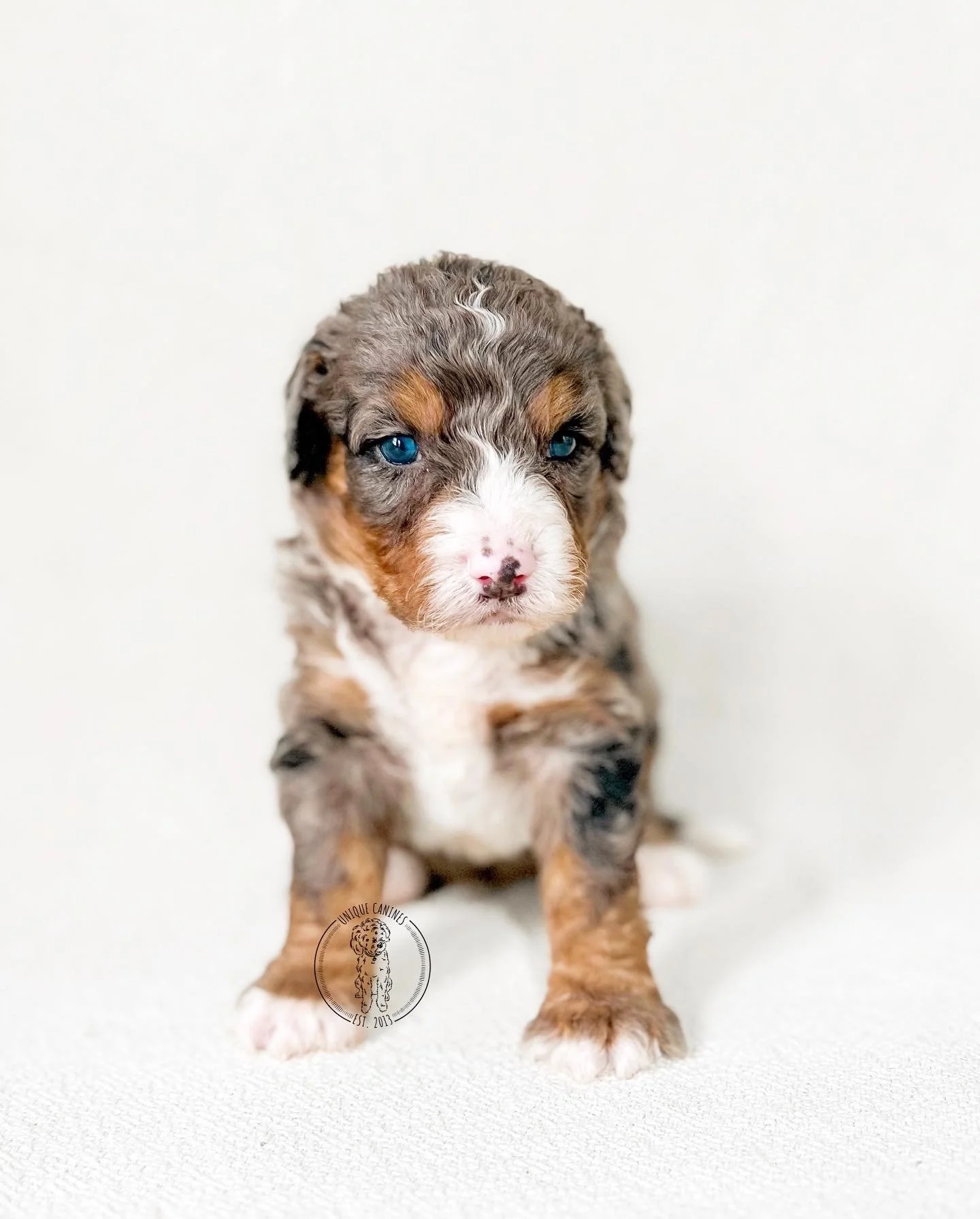 Indiana Bernedoodles and Aussiedoodles | near Chicago| doodle breeders