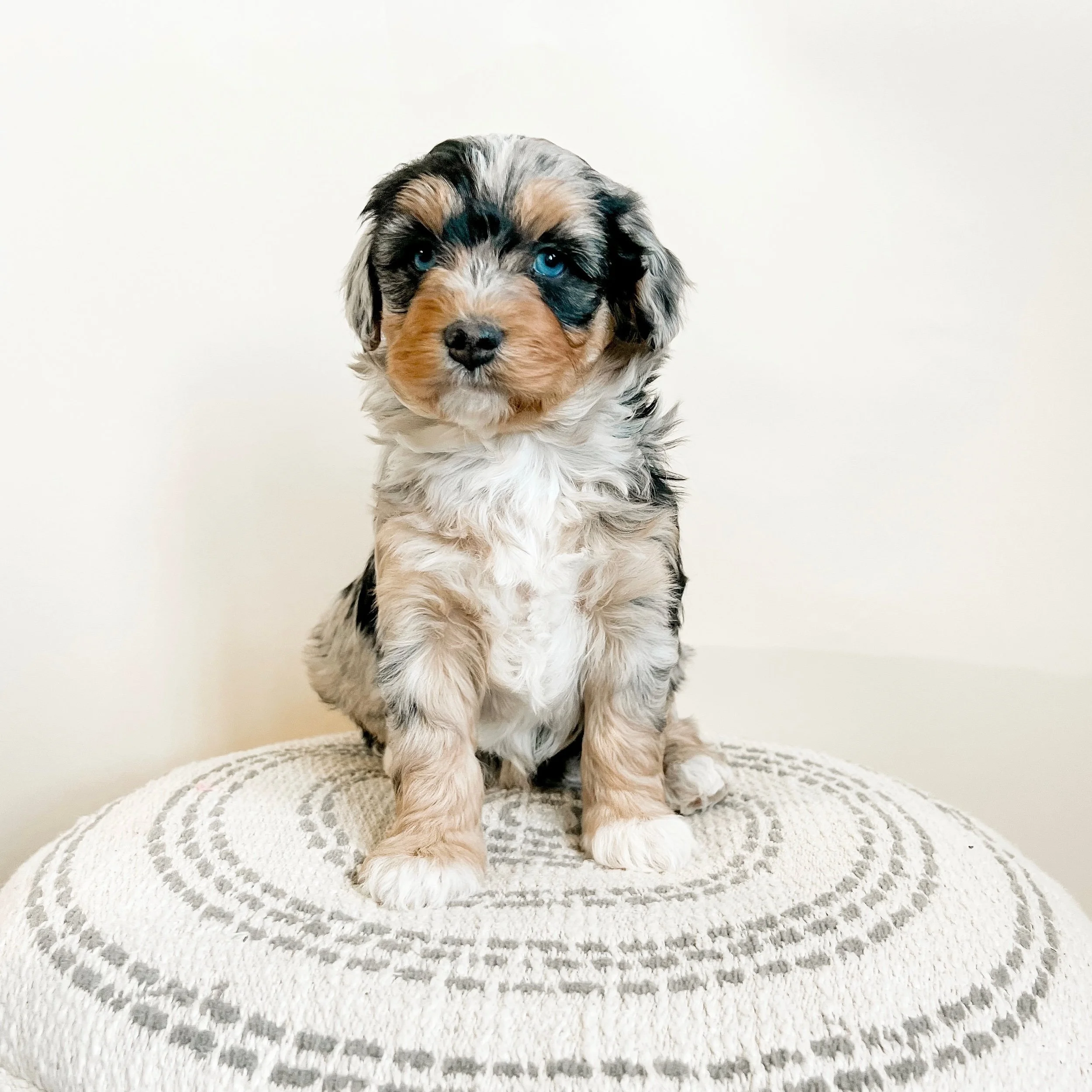 Indiana Bernedoodles and Aussiedoodles | near Chicago| doodle breeders