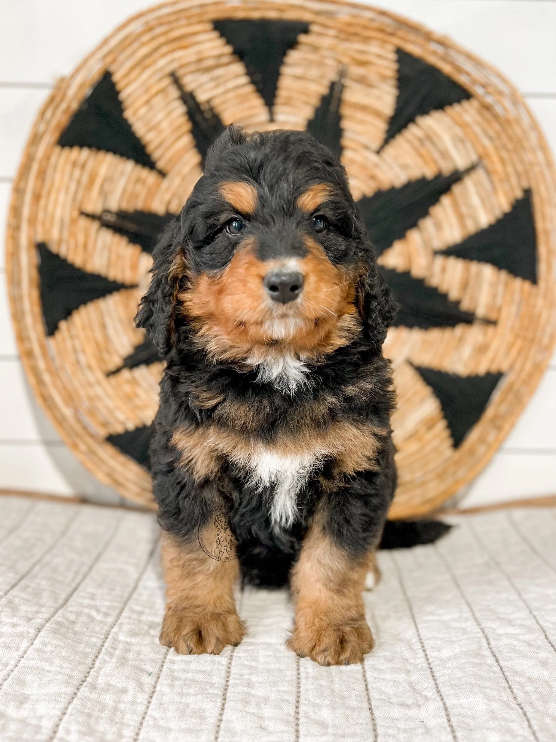Bernedoodle and Aussiedoodle breeder in Indiana, near Chicago
