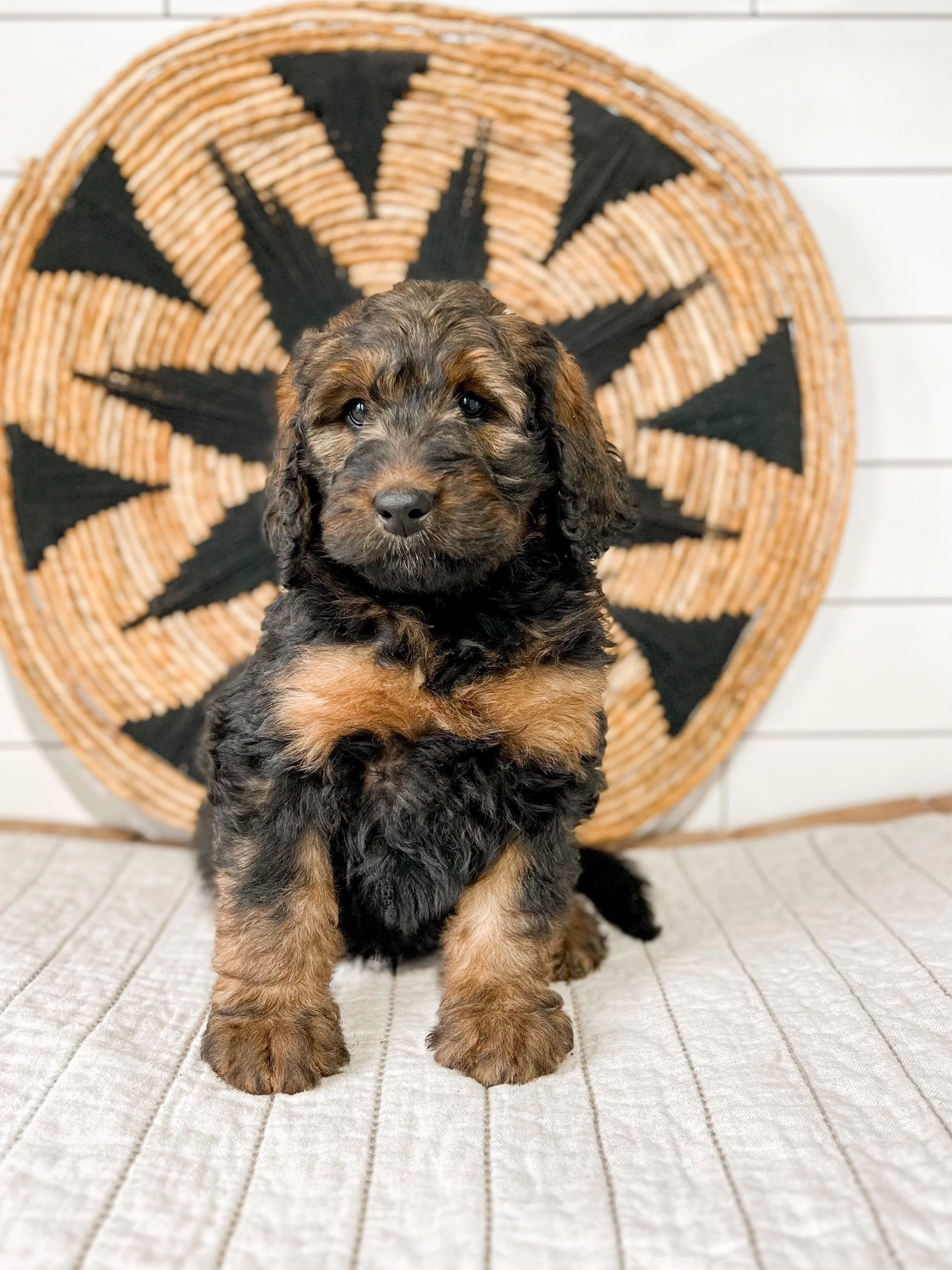 Bernedoodle and Aussiedoodle breeder in Indiana, near Chicago