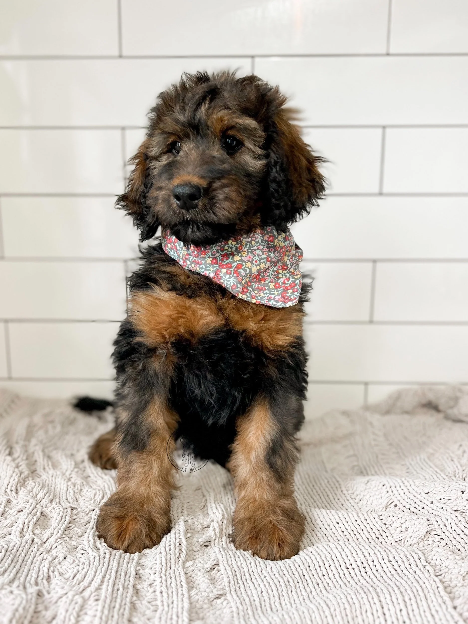 Bernedoodle and Aussiedoodle breeder in Indiana, near Chicago