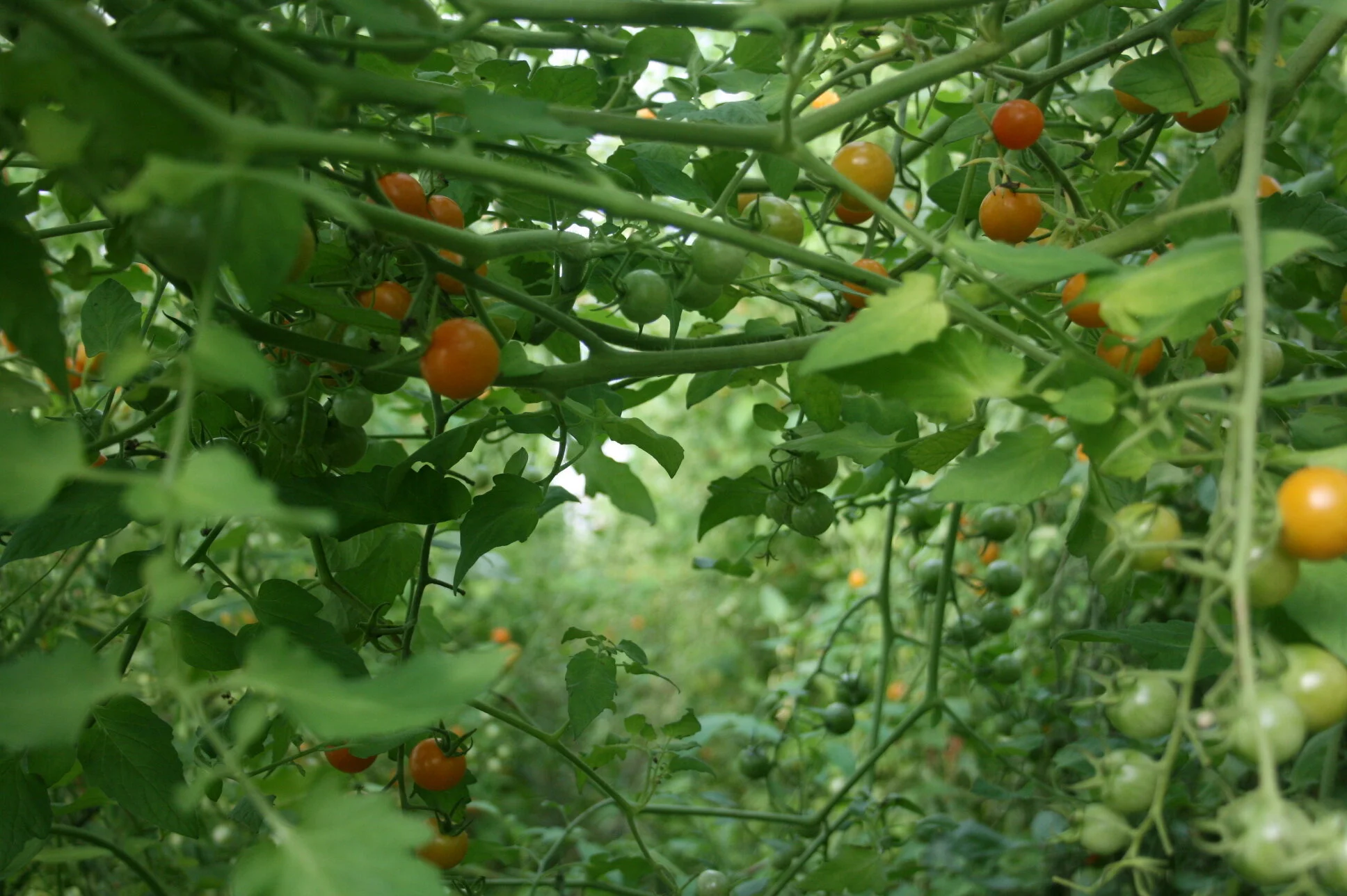 What We Offer — Old Plank Farm