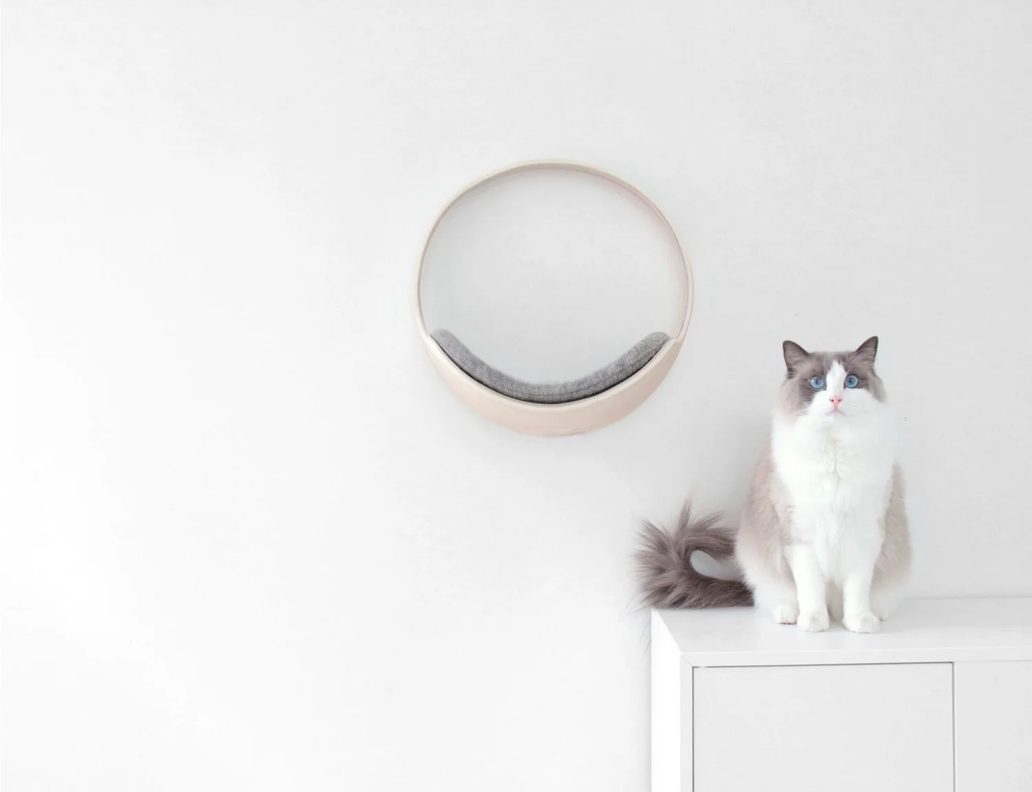 SHOW CAT — MING DESIGN STUDIO