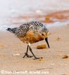 Horseshoe Crabs & Red Knots — Delaware Audubon
