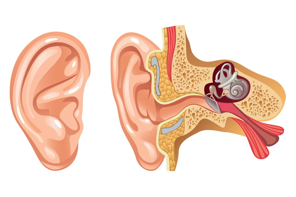 Human Ear Anatomy