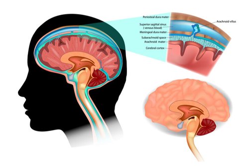 A Detailed Study of Cerebrospinal Fluid