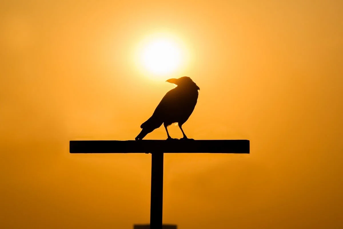 The Infamous Thirsty Crow Story Moral Of Thirsty Crow What s Danny the-infamous-thirsty-crow-story-moral-of-thirsty-crow-what-s-danny
