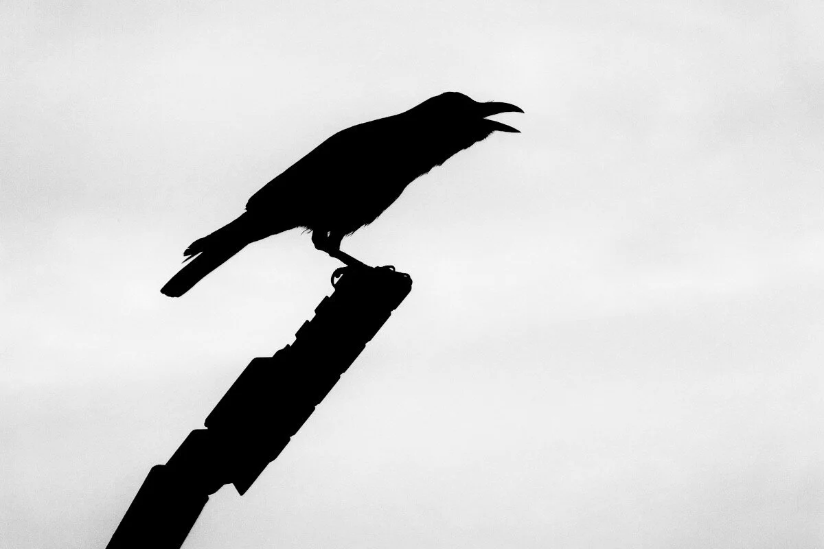 The Infamous Thirsty Crow Story (Moral of Thirsty Crow) — What's Danny ...