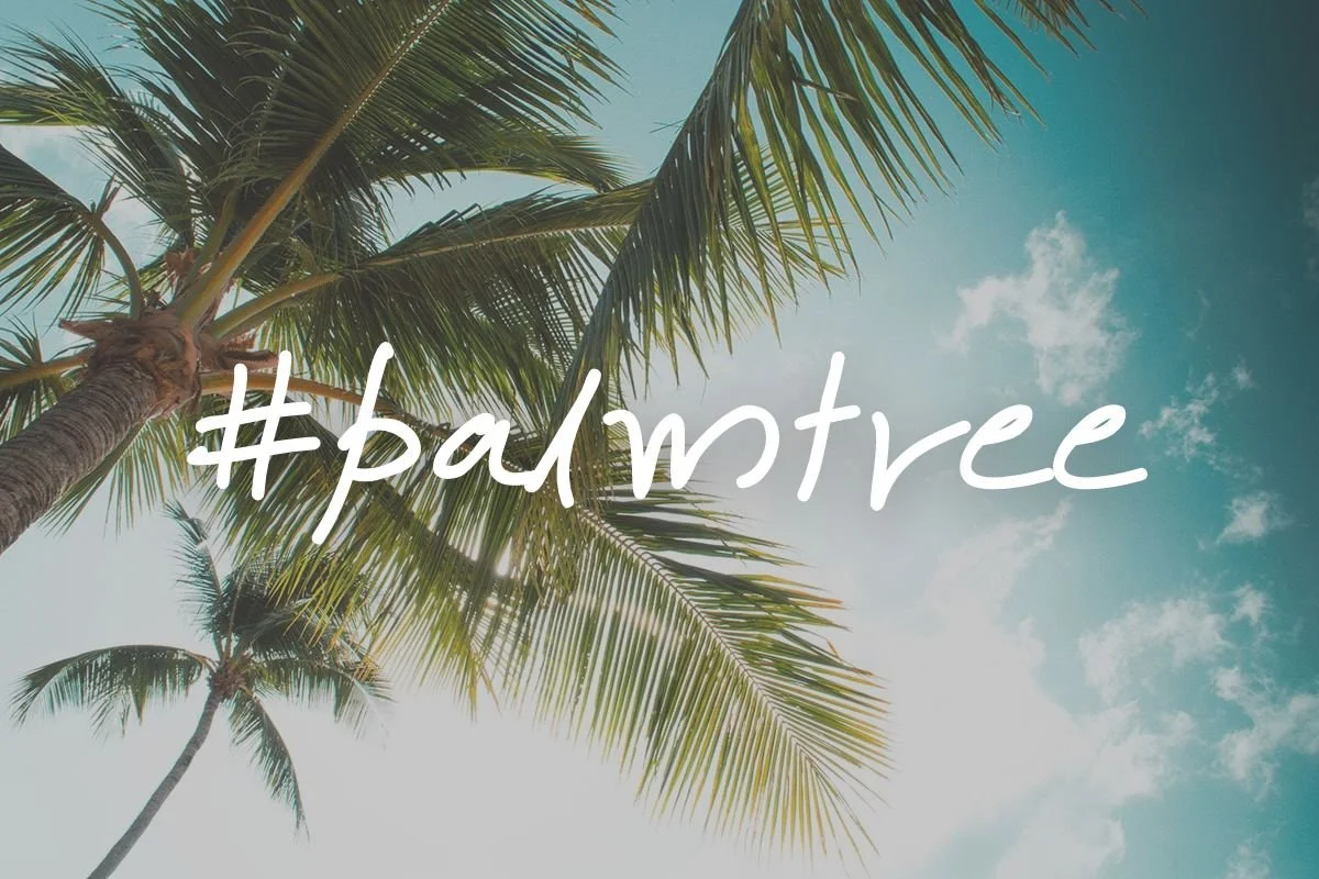 130 Perfect Palm Tree Quotes [Plus Palm Tree Captions!] — What's Danny ...