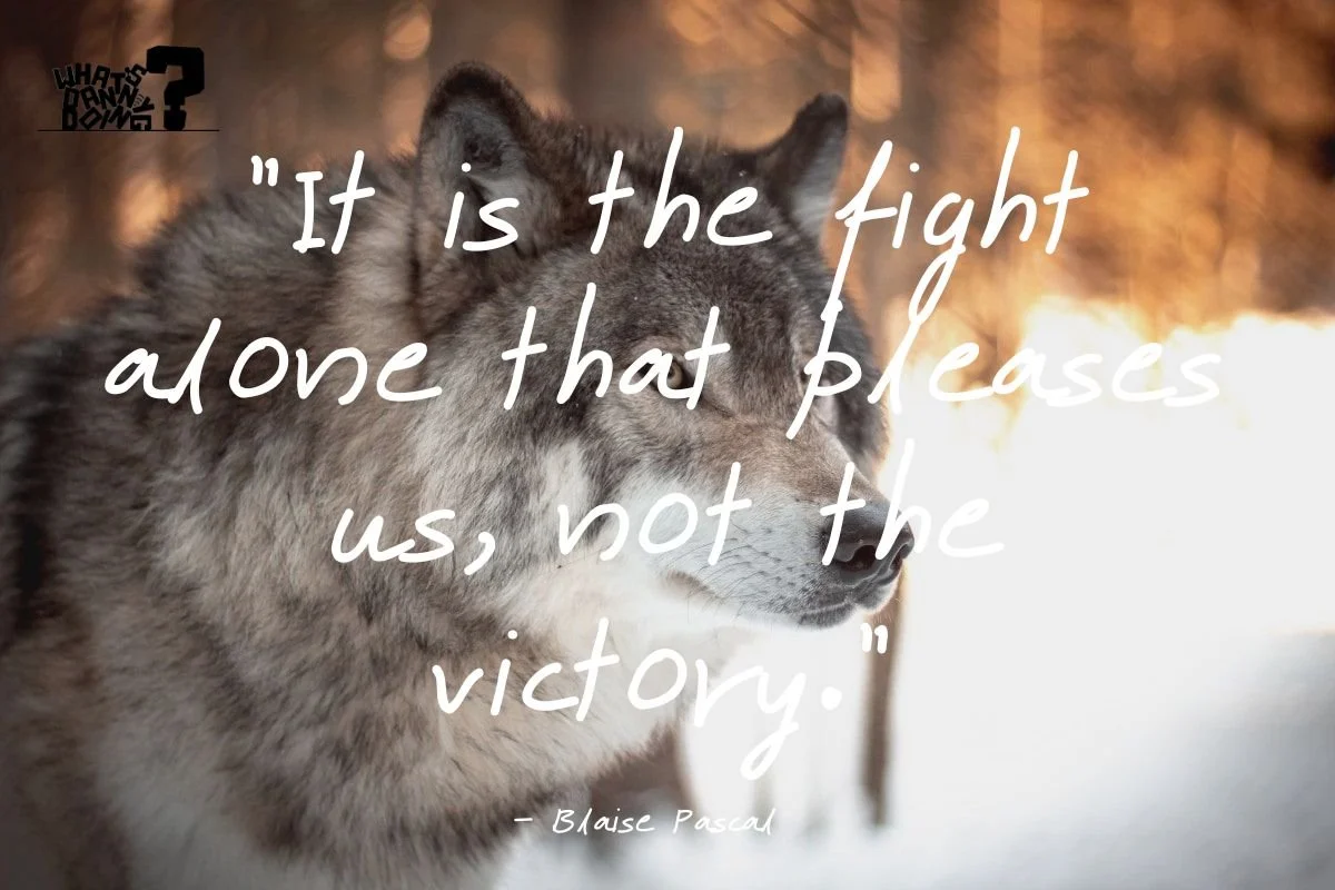 100 Epic Lone Wolf Quotes — What's Danny Doing?