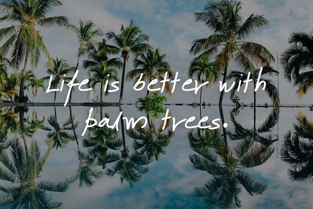 130 Perfect Palm Tree Quotes [Plus Palm Tree Captions!] — What's Danny ...