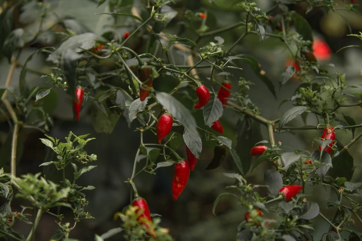 10 Hottest Chillies in the World! [Hottest Chilli Guide] — What's Danny ...
