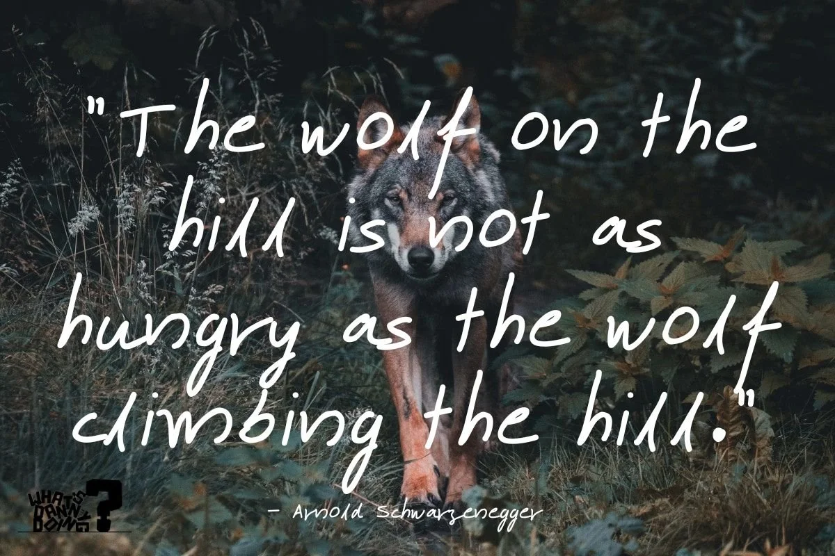 100 Epic Lone Wolf Quotes — What's Danny Doing?