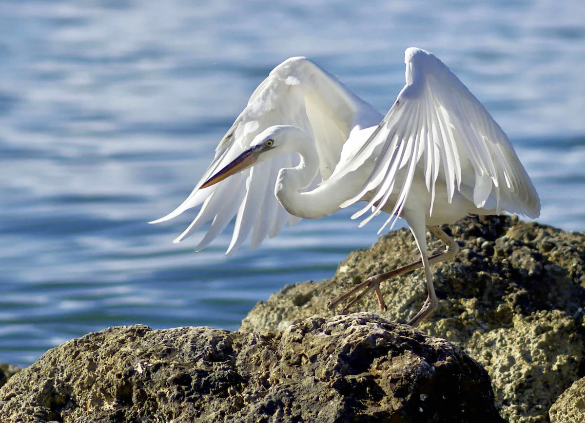 Meet Sarah — Shade & Shutter