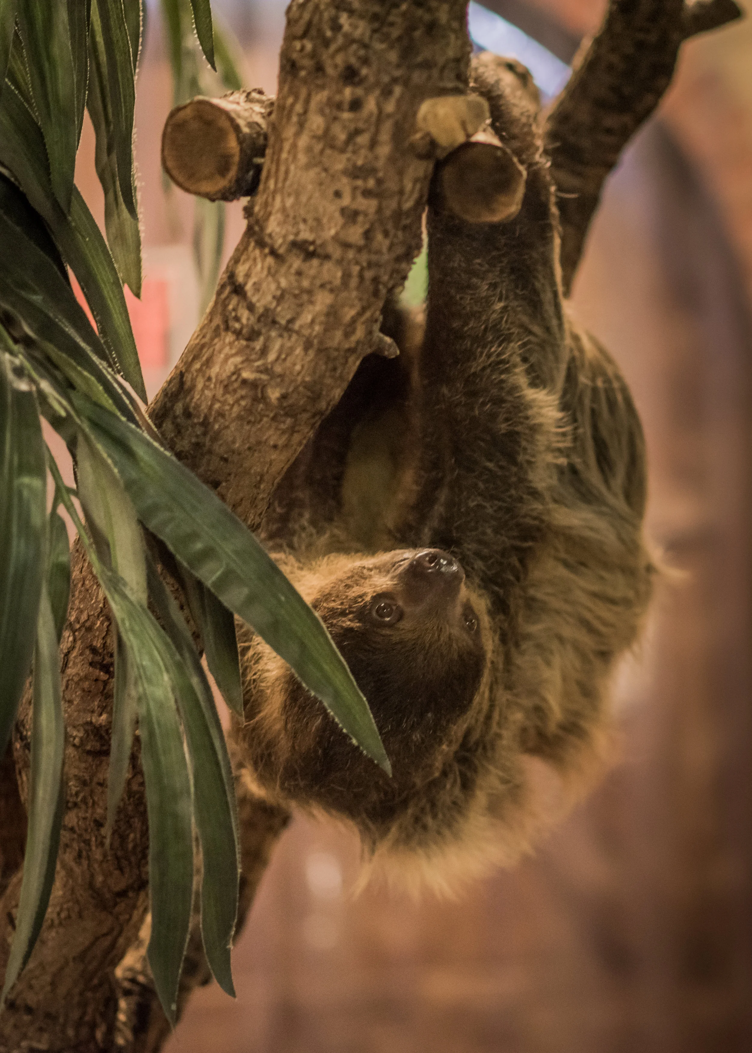 Animal Encounters — Heythrop Zoological Gardens