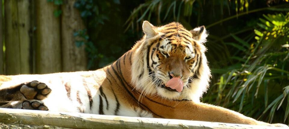 Animal Encounters — Heythrop Zoological Gardens