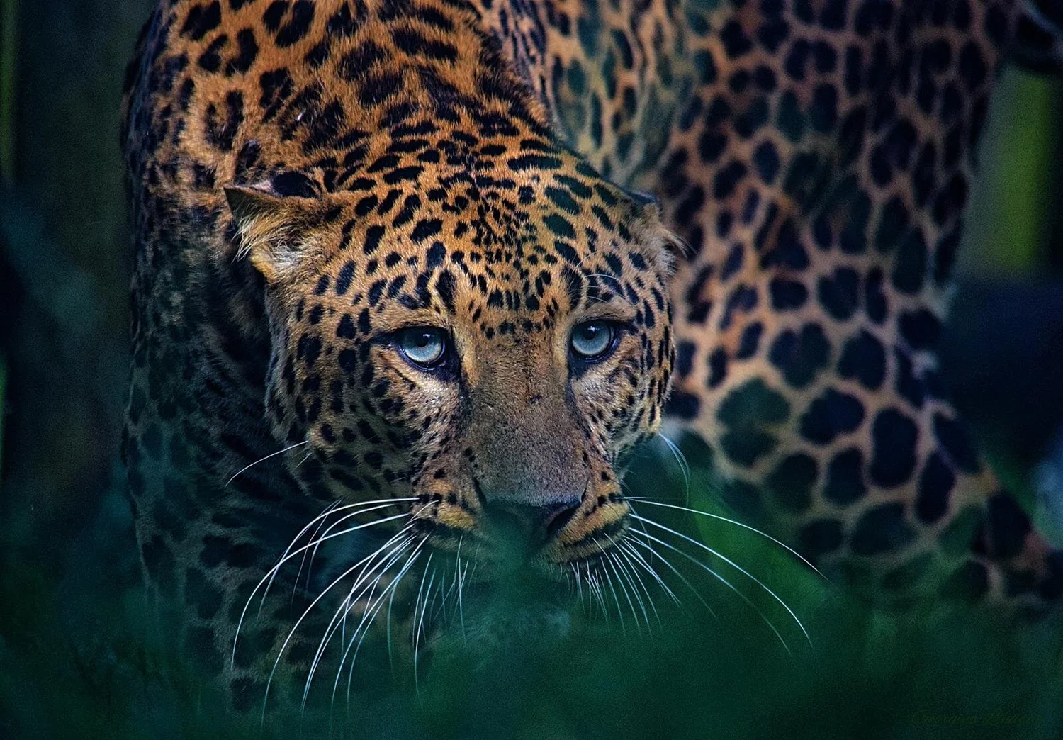 Heythrop Zoological Gardens