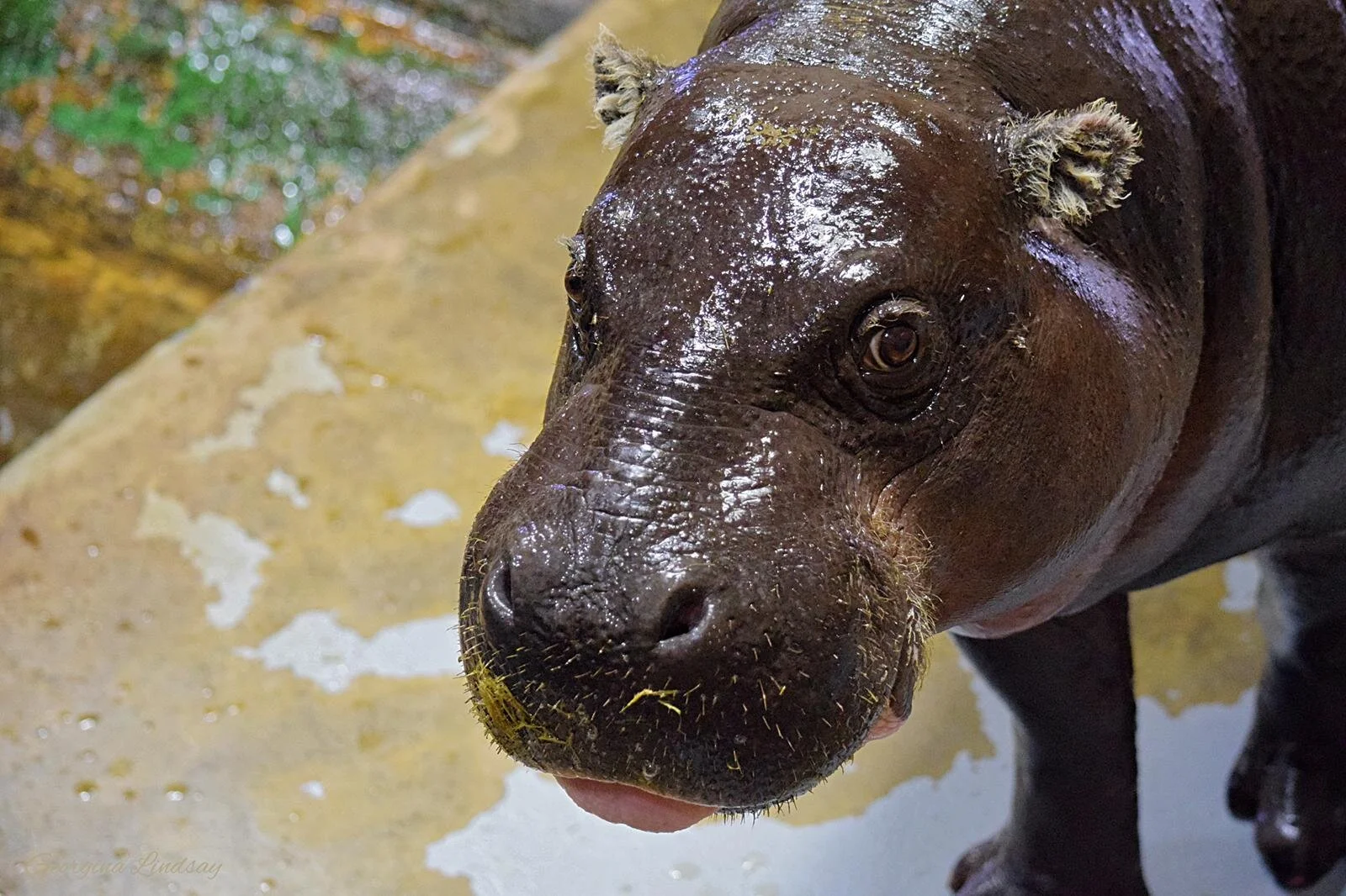 Animal Encounters — Heythrop Zoological Gardens