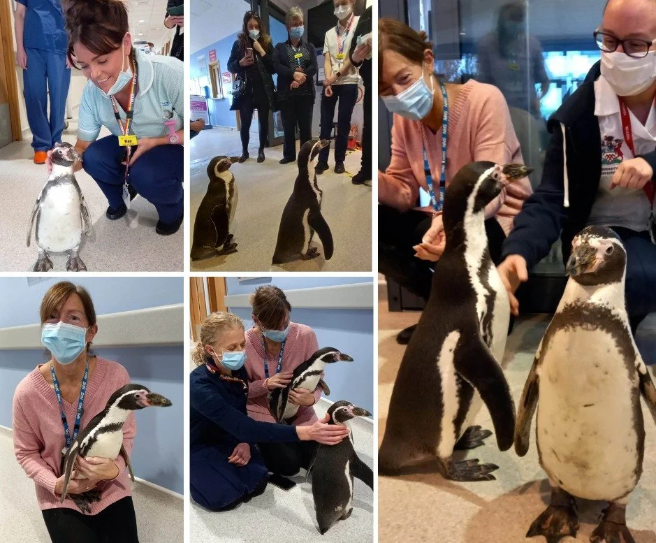 Care Home and Hospice Visits — Heythrop Zoological Gardens