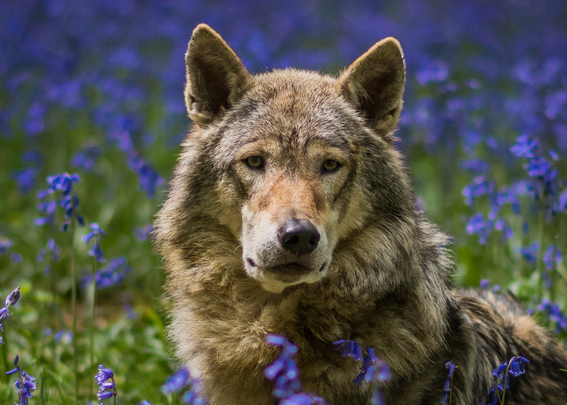 Animal Encounters — Heythrop Zoological Gardens
