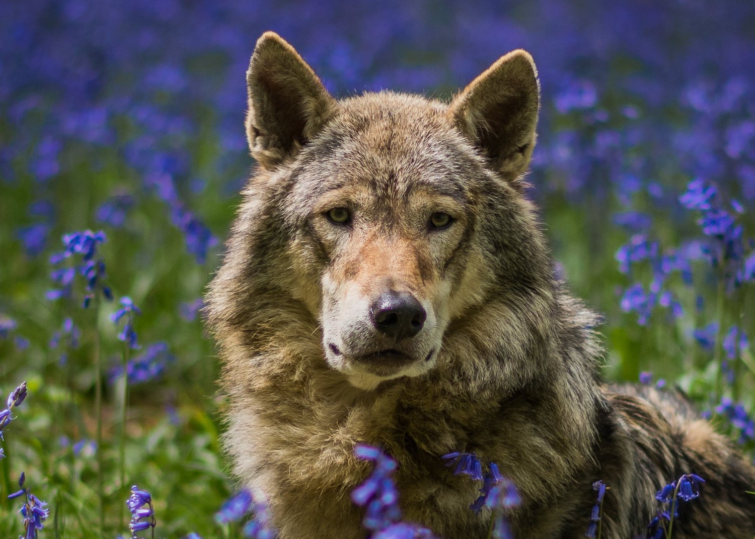 Animal Encounters — Heythrop Zoological Gardens