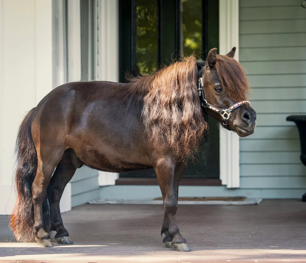 Our Minis — Lifting Spirits Miniature Therapy Horses