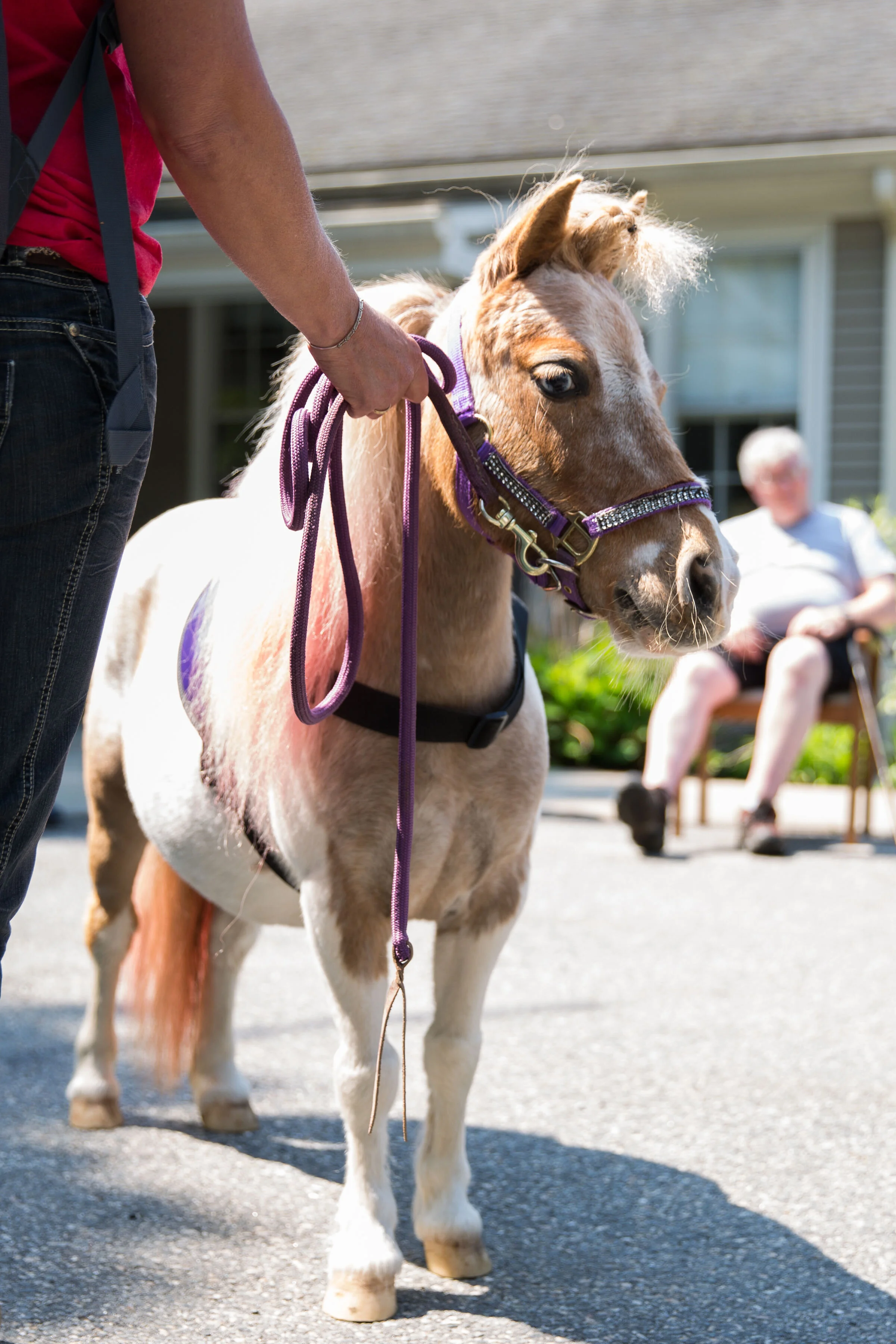 Our Minis — Lifting Spirits Miniature Therapy Horses